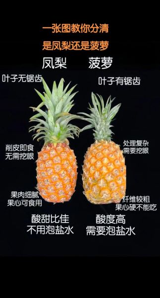 菠萝和凤梨的区别_菠萝又叫凤梨吗-第2张图片-山城妙识