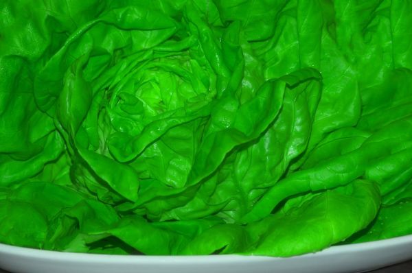 海白菜图片大全_海白菜长什么样-第2张图片-山城妙识