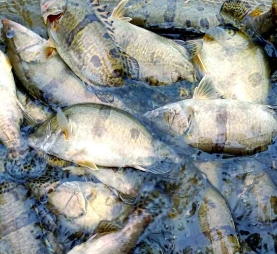 鳜鱼养殖视频_鳜鱼养殖技术-第1张图片-山城妙识