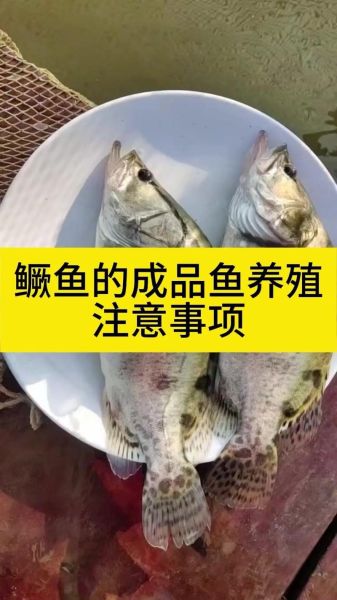 鳜鱼养殖视频_鳜鱼养殖技术-第2张图片-山城妙识
