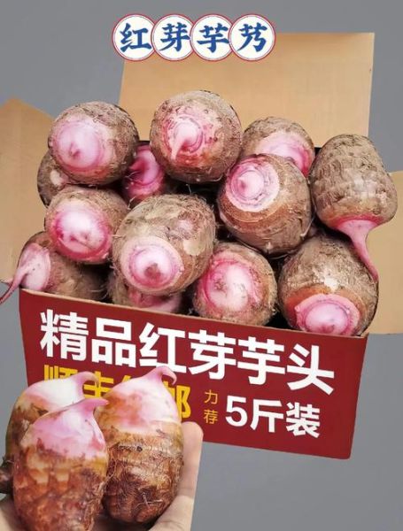 芋艿是什么东西_芋艿和芋头区别-第1张图片-山城妙识