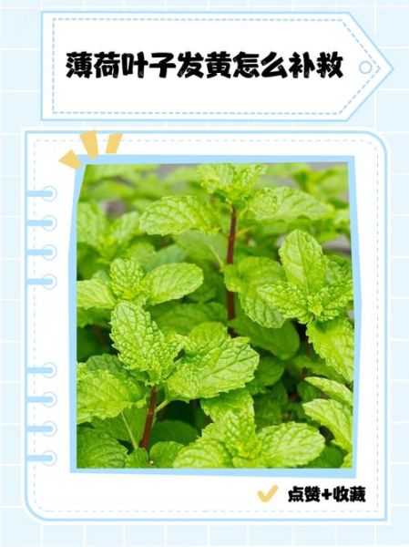 薄荷叶子发黄怎么回事_薄荷叶子发黄怎么补救-第1张图片-山城妙识