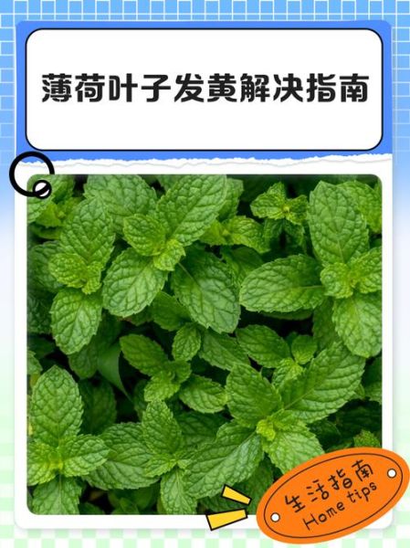 薄荷叶子发黄怎么回事_薄荷叶子发黄怎么补救-第2张图片-山城妙识
