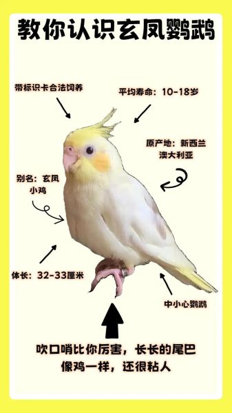 玄凤鹦鹉多少钱一只_价格区间与选购指南-第3张图片-山城妙识