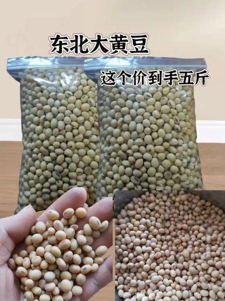 豆子图片大全_如何挑选高清豆子照片-第2张图片-山城妙识