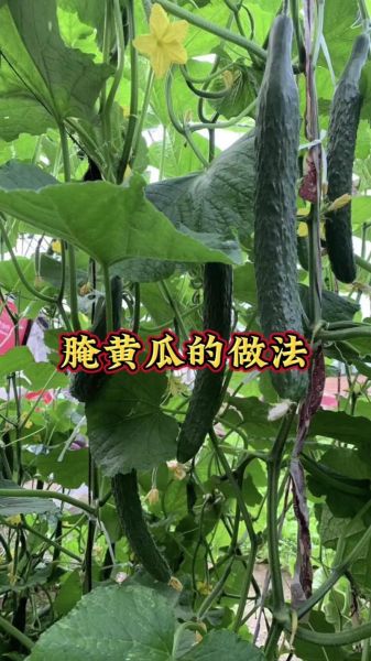 怎样淹黄瓜好吃又耐放_淹黄瓜怎么保存时间长-第3张图片-山城妙识