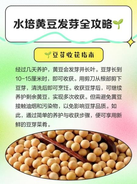 黄豆芽怎么生_黄豆芽发芽温度多少-第1张图片-山城妙识