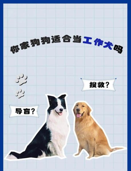 养什么狗最省心_适合上班族的低维护犬种-第3张图片-山城妙识
