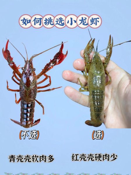 龙虾图片高清_如何挑选鲜活龙虾-第2张图片-山城妙识