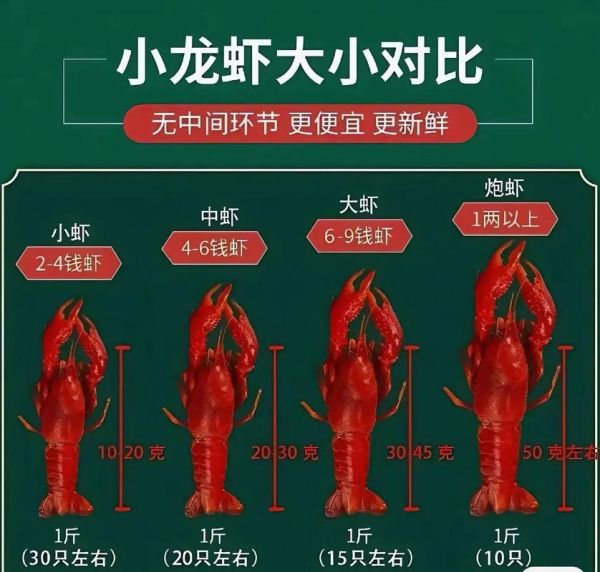 龙虾图片高清_如何挑选鲜活龙虾-第1张图片-山城妙识