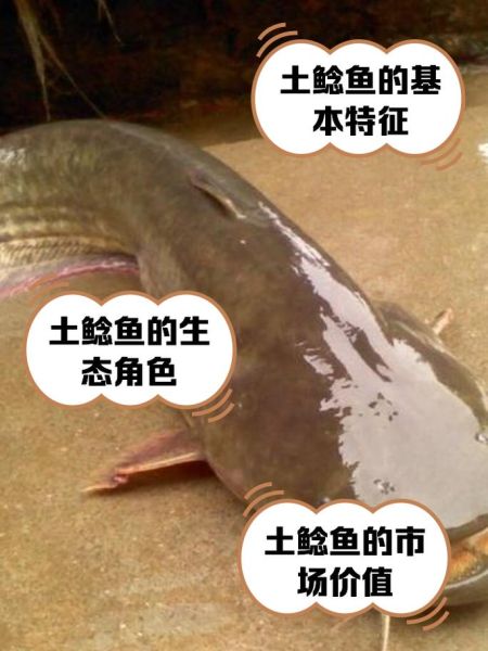 鲶鱼分类图片大全_常见鲶鱼种类有哪些-第1张图片-山城妙识 鲶鱼分类图片大全_常见鲶鱼种类有哪些-第1张图片-山城妙识