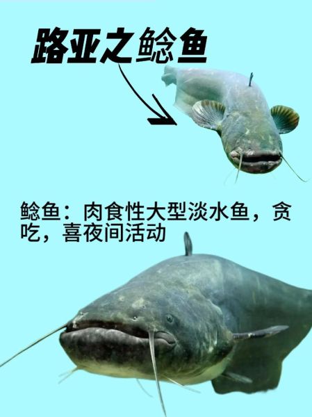 鲶鱼分类图片大全_常见鲶鱼种类有哪些-第2张图片-山城妙识 鲶鱼分类图片大全_常见鲶鱼种类有哪些-第2张图片-山城妙识