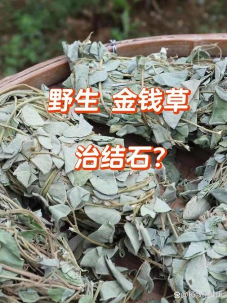 金钱草副作用_金钱草禁忌人群-第3张图片-山城妙识