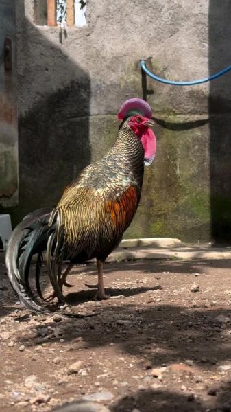 十大观赏鸡品种图片_哪些适合家庭饲养-第2张图片-山城妙识