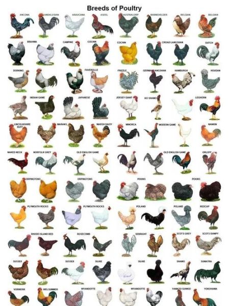 十大观赏鸡品种图片_哪些适合家庭饲养-第1张图片-山城妙识