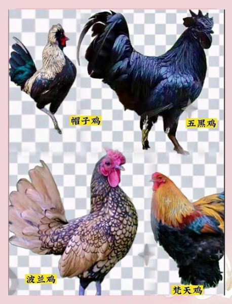 十大观赏鸡品种图片_哪些适合家庭饲养-第3张图片-山城妙识