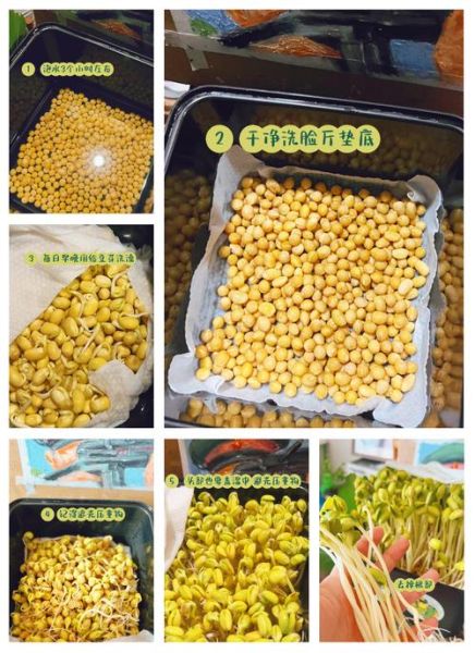 发黄豆芽几天能发芽_黄豆芽怎么发最快-第1张图片-山城妙识