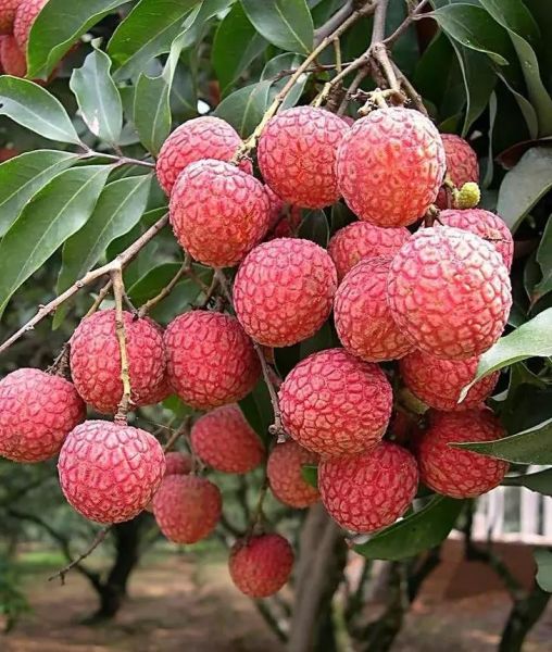 荔枝怎么保存时间长_荔枝怎样保存才新鲜-第2张图片-山城妙识