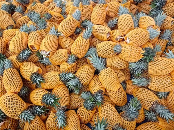 金菠萝和凤梨的区别_哪个更好吃-第1张图片-山城妙识