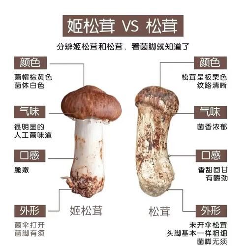 黑松茸长什么样_黑松茸真假怎么分辨-第1张图片-山城妙识 黑松茸长什么样_黑松茸真假怎么分辨-第1张图片-山城妙识