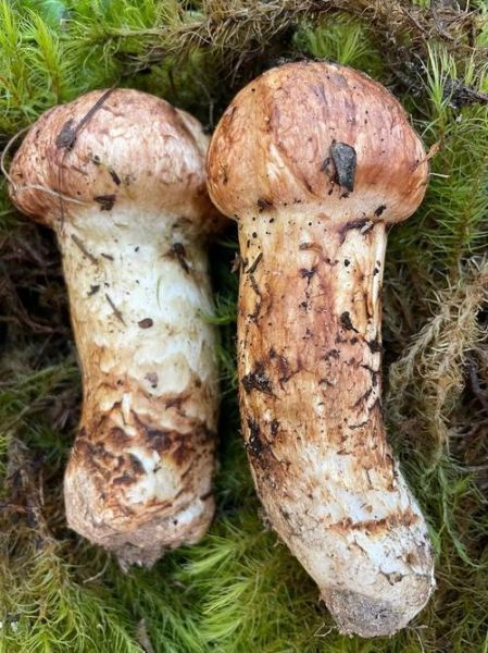 黑松茸长什么样_黑松茸真假怎么分辨-第2张图片-山城妙识 黑松茸长什么样_黑松茸真假怎么分辨-第2张图片-山城妙识