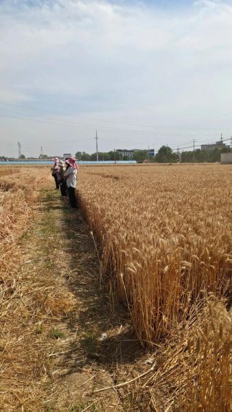 蚂蚁庄园麦子怎么获得_麦子有什么用-第1张图片-山城妙识