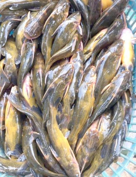 黄颡鱼的营养价值及功效_孕妇能吃吗-第3张图片-山城妙识 黄颡鱼的营养价值及功效_孕妇能吃吗-第3张图片-山城妙识