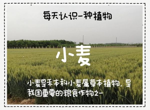 蚂蚁庄园麦子怎么获得_麦子有什么用-第3张图片-山城妙识