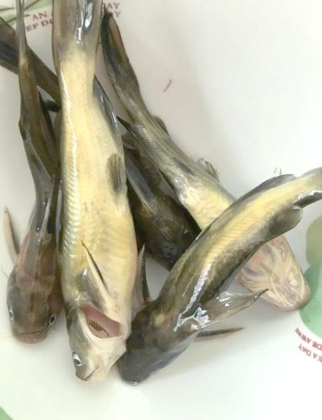 黄颡鱼的营养价值及功效_孕妇能吃吗-第2张图片-山城妙识 黄颡鱼的营养价值及功效_孕妇能吃吗-第2张图片-山城妙识