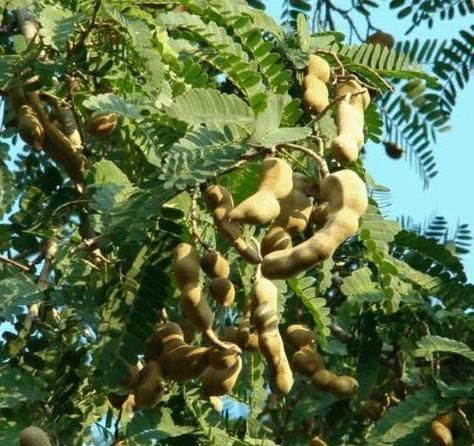 酸角的功效与作用有哪些_酸角怎么吃最健康-第3张图片-山城妙识