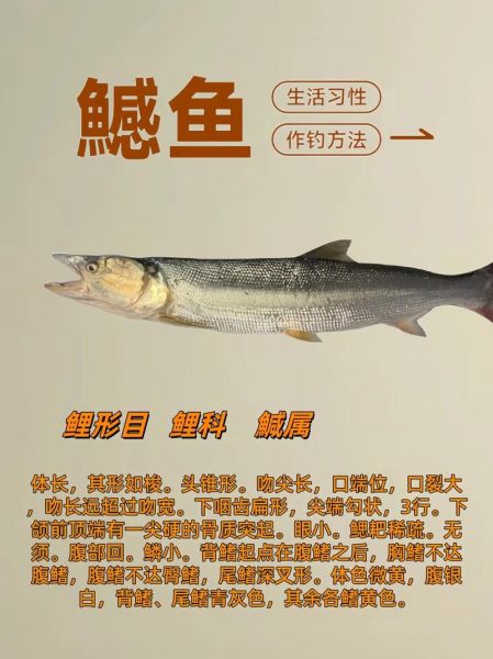 鳡鱼怎么做好吃_鳡鱼的家常做法-第2张图片-山城妙识