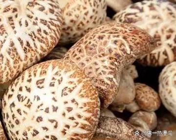 花菇和香菇哪个营养高_花菇与香菇的区别-第3张图片-山城妙识