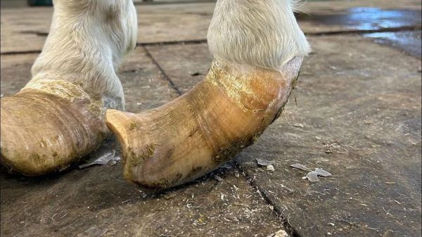 马蹄子图片大全_马蹄子长什么样-第1张图片-山城妙识