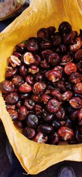 马蹄子图片大全_马蹄子长什么样-第2张图片-山城妙识