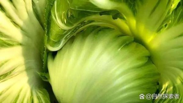 芥菜有几种_芥菜品种分类大全-第1张图片-山城妙识