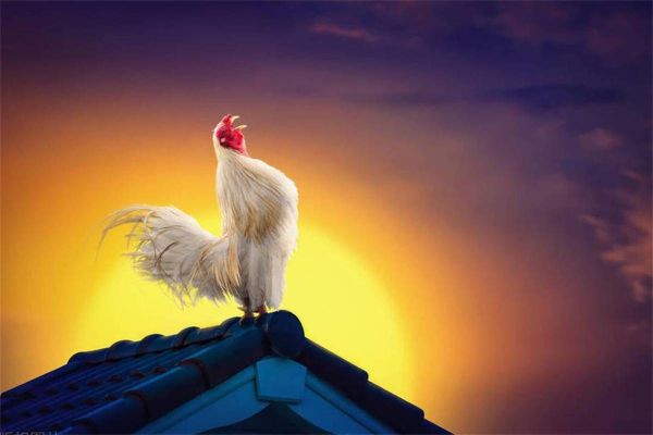 公鸡为什么打鸣_公鸡几点开始叫-第1张图片-山城妙识