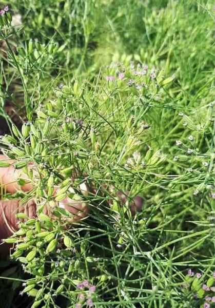 孜然树长什么样子_孜然树图片真实形态-第2张图片-山城妙识