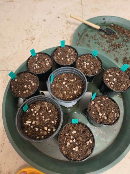 百日草种子怎么种_百日草种子多久发芽-第1张图片-山城妙识