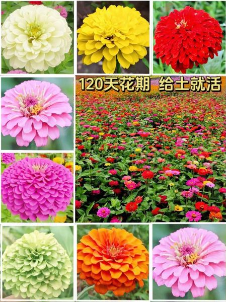 百日草种子怎么种_百日草种子多久发芽-第3张图片-山城妙识