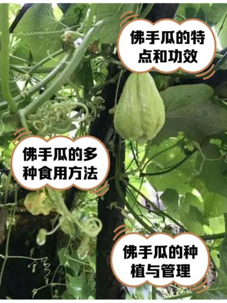 佛手瓜怎么留种子_佛手瓜留种子的正确方法-第2张图片-山城妙识