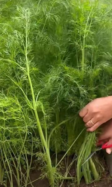茴香苗的功效与作用_茴香苗的营养价值有哪些-第2张图片-山城妙识