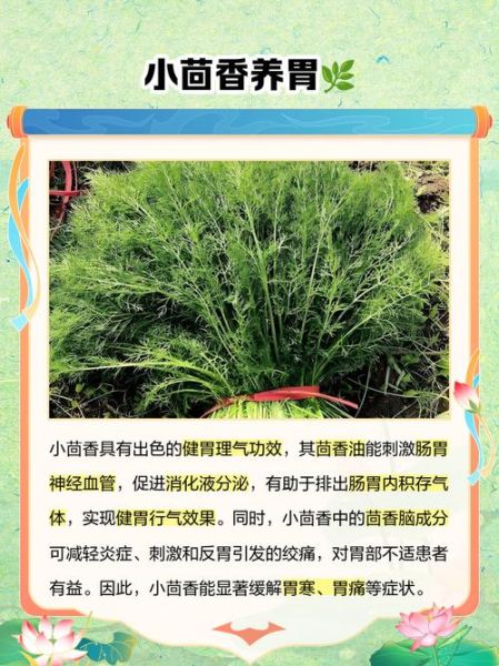 茴香苗的功效与作用_茴香苗的营养价值有哪些-第1张图片-山城妙识