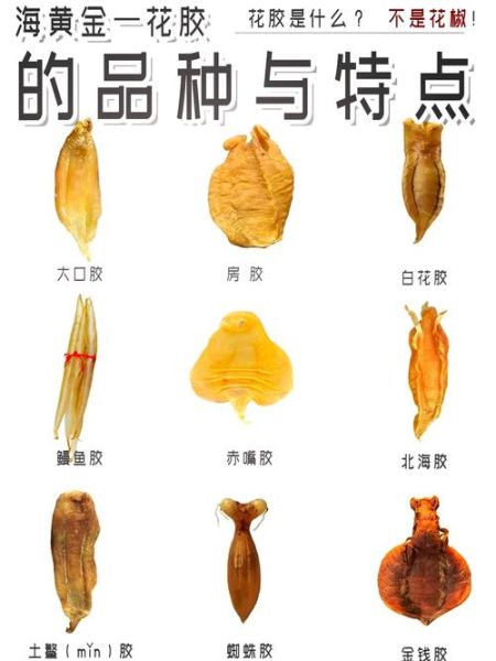 鱼鳔读音怎么读_鱼鳔拼音是什么-第1张图片-山城妙识