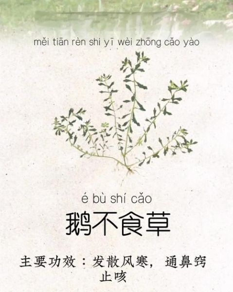 鹅不食草治疗鼻炎危害_鹅不食草副作用有哪些-第1张图片-山城妙识