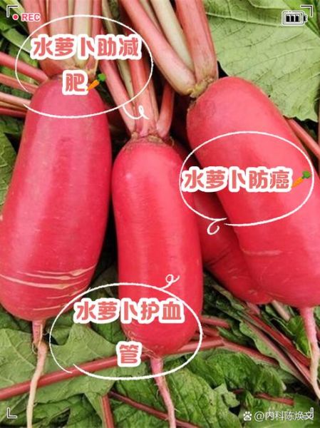 红水萝卜的功效与作用_怎么吃最养人-第2张图片-山城妙识
