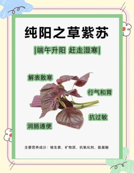 紫苏叶的功效与作用_紫苏叶怎么吃最好-第1张图片-山城妙识