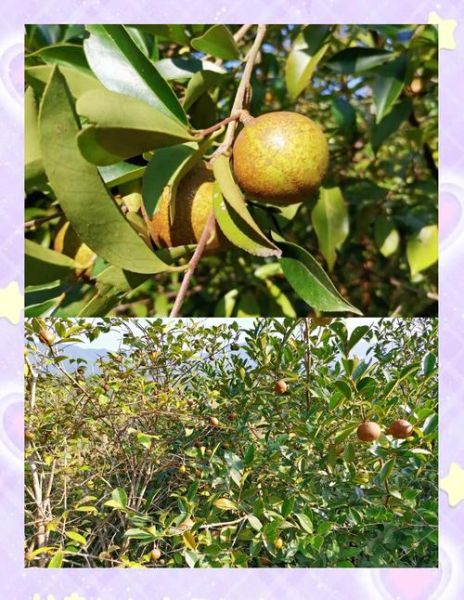 茶油治恶性肿瘤吗_茶油抗癌真相-第2张图片-山城妙识 茶油治恶性肿瘤吗_茶油抗癌真相-第2张图片-山城妙识