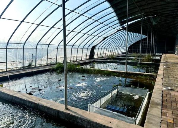 龙虾养殖池怎么设计_龙虾养殖池设计图要点-第1张图片-山城妙识