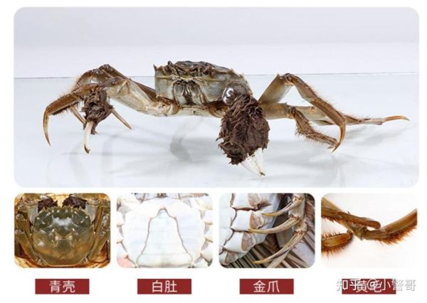 阳澄湖大闸蟹多少钱一斤_如何辨别真假-第1张图片-山城妙识
