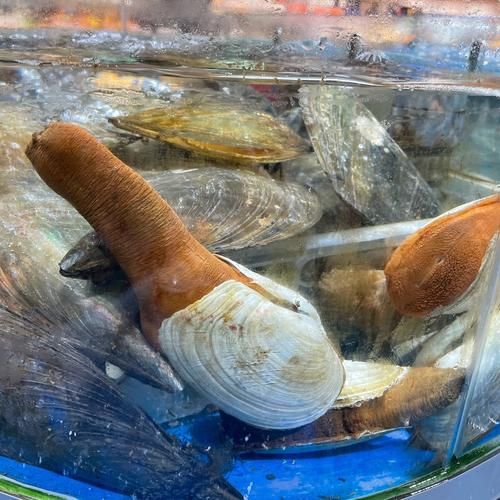 象拔蚌怎么做好吃_象拔蚌价格多少钱一斤-第3张图片-山城妙识